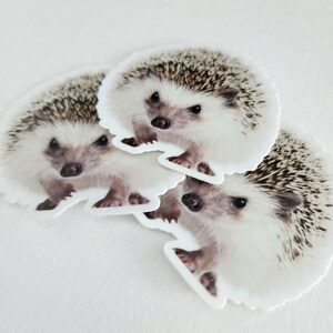 Hedgehog Sticker, Cute Hedgehog Vinyl Decal, Hoglet 3" X 2.95", Funny ...