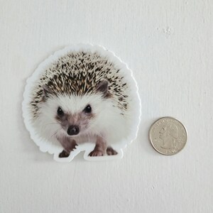 Hedgehog Sticker, Cute Hedgehog Vinyl Decal, Hoglet 3" X 2.95", Funny ...