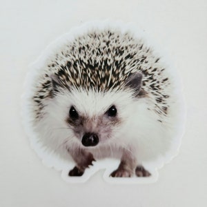 Hedgehog Sticker, Cute Hedgehog Vinyl Decal, Hoglet 3" X 2.95", Funny ...
