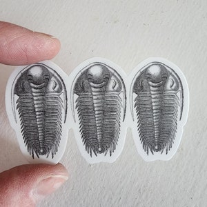 Trilobite Sticker, Trilobites Vinyl Decal, Geology Gift, Geologist ...