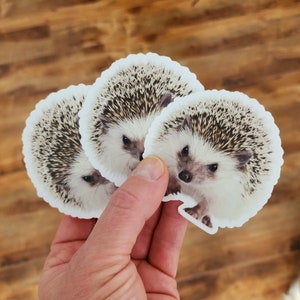 Hedgehog Sticker, Cute Hedgehog Vinyl Decal, Hoglet 3" X 2.95", Funny ...