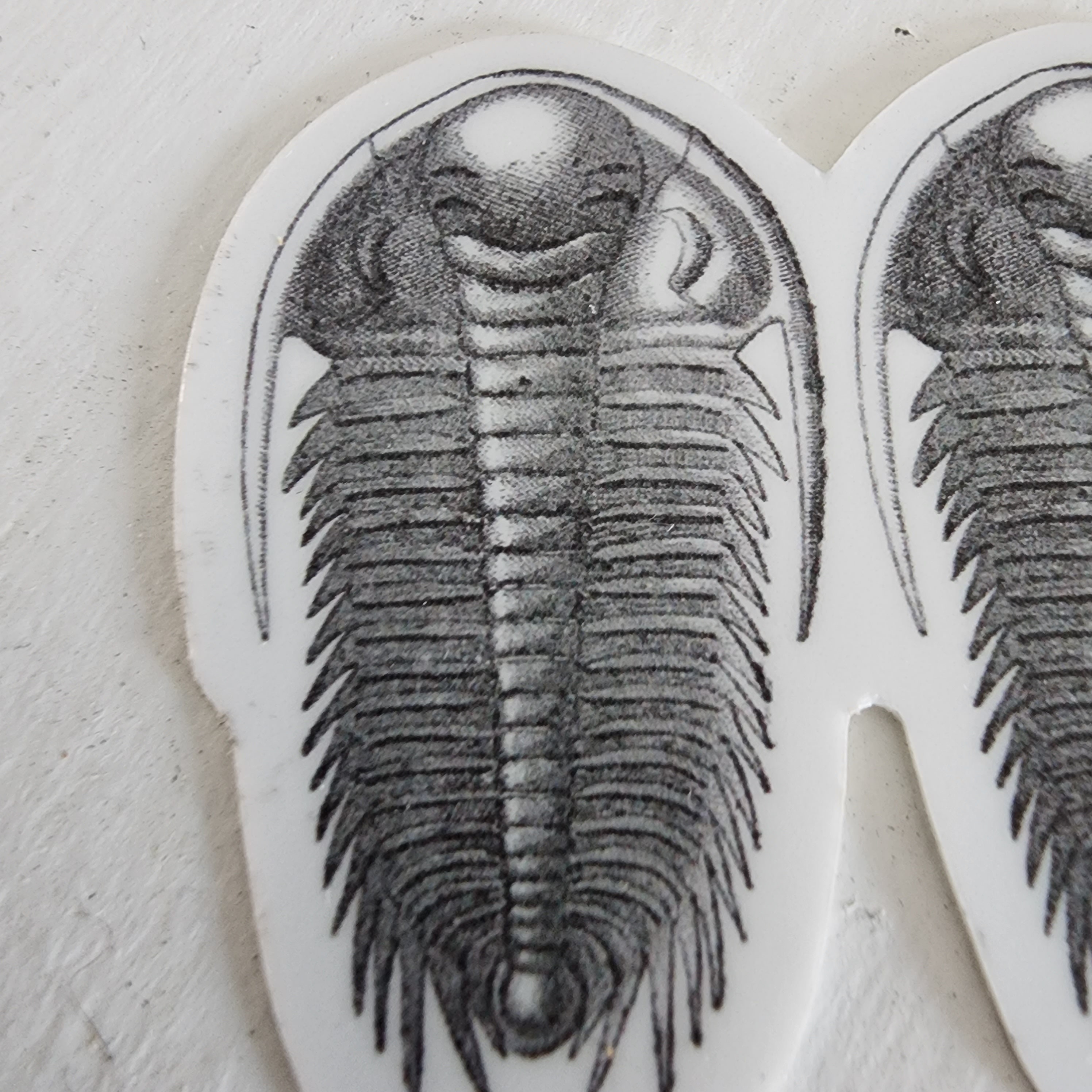 Trilobite Sticker Trilobites Vinyl Decal Geology Gift - Etsy Australia