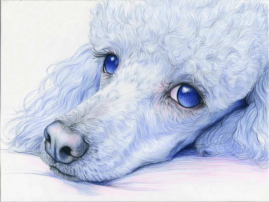 Blue-eyed Poodle Portrait , Digital Download, Printable Poster, Wall ...