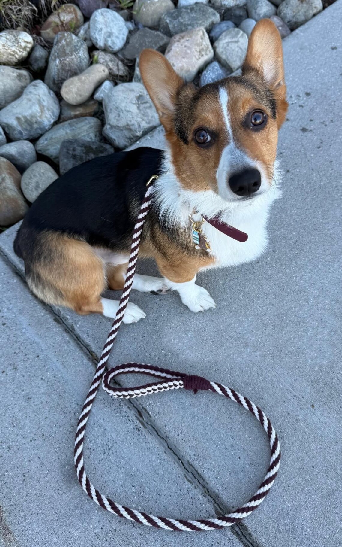 DIY Dog Leash Kit | Kumihimo Braiding, Dog Lead, Craft Kit, Pet Parent ...