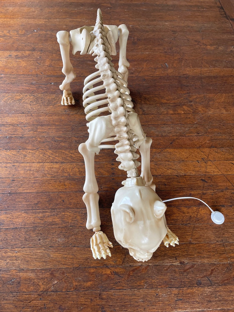 2015 Barking Skeleton Posable Legs Halloween Dog. - Etsy