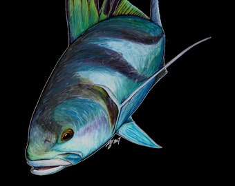 ROOSTER FISH, Vinyl Sticker, Fish Art, Decal - Etsy