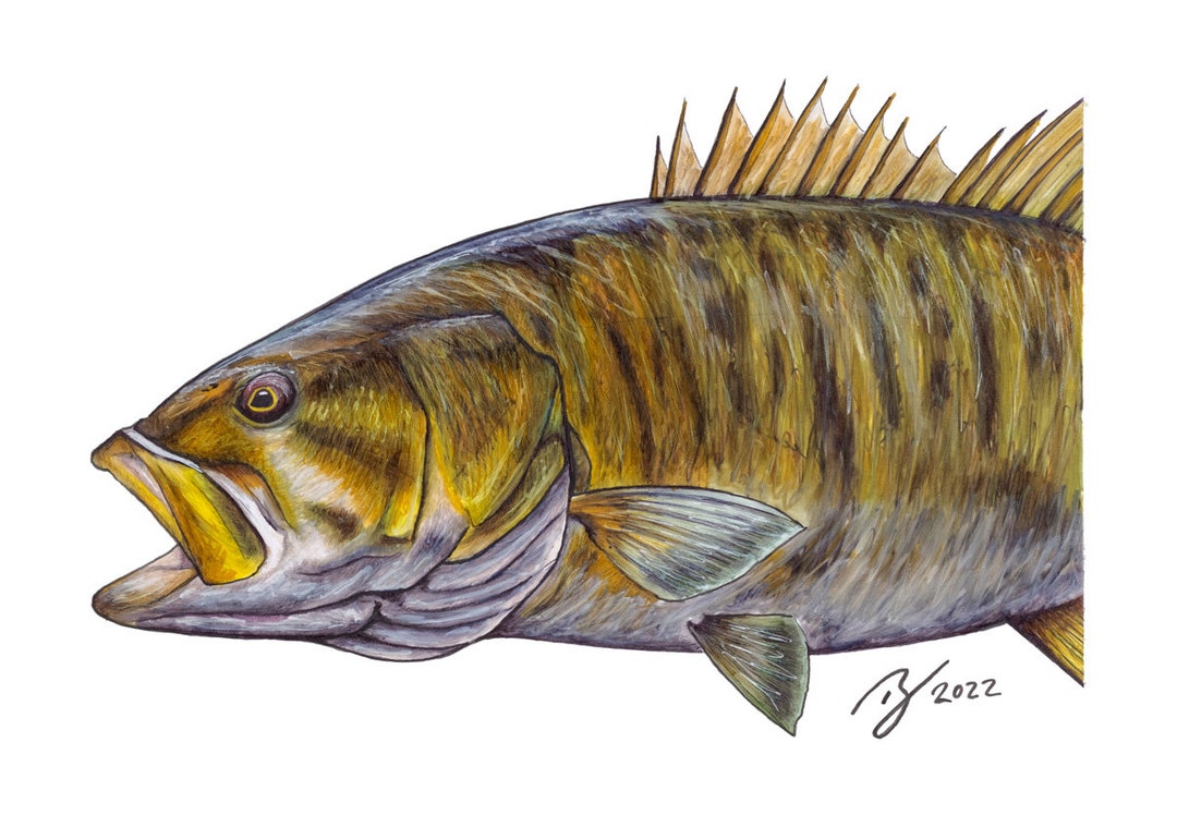 Smallmouth Bass Sticker - Etsy