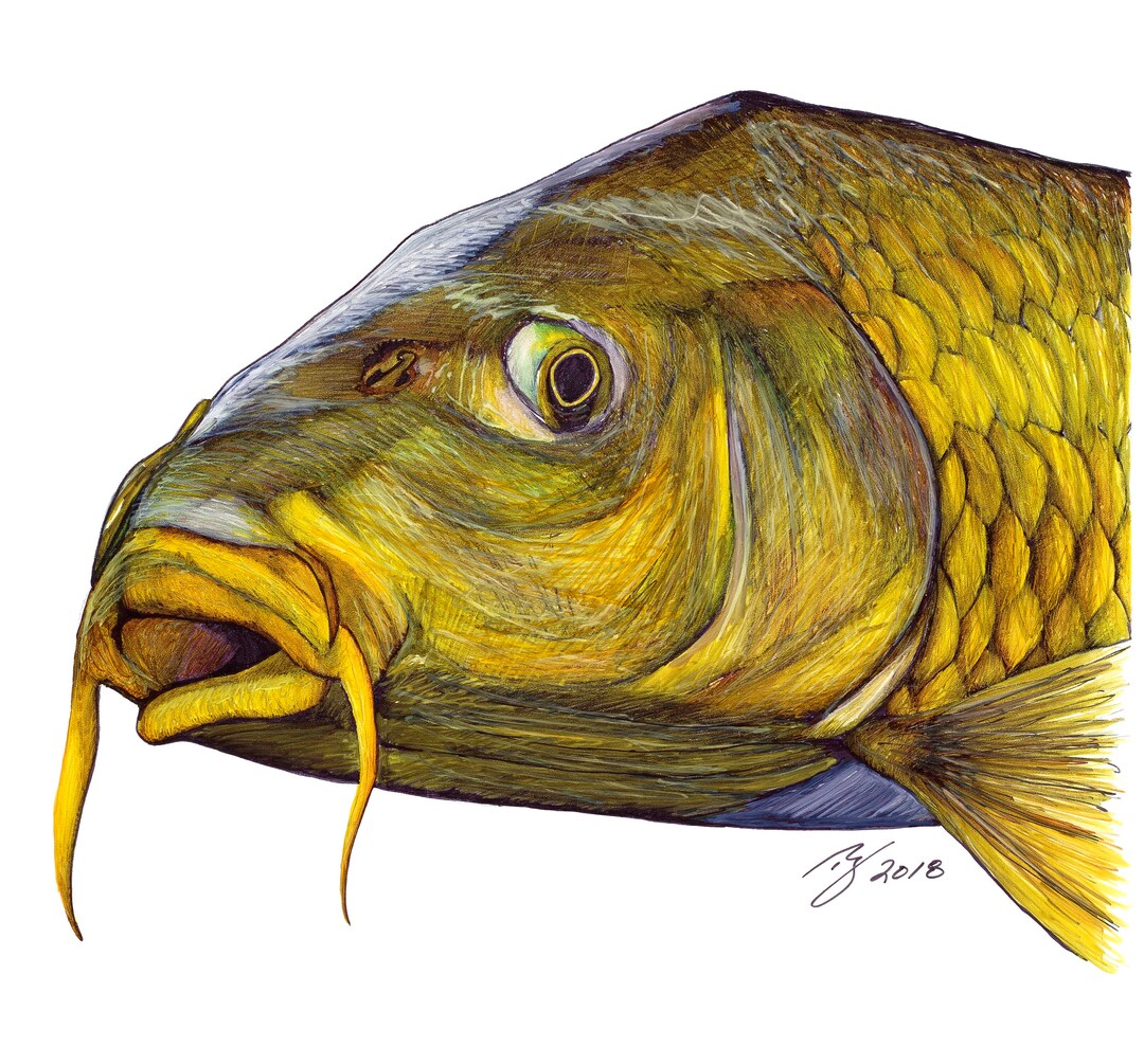 Common Carp Sticker - Etsy