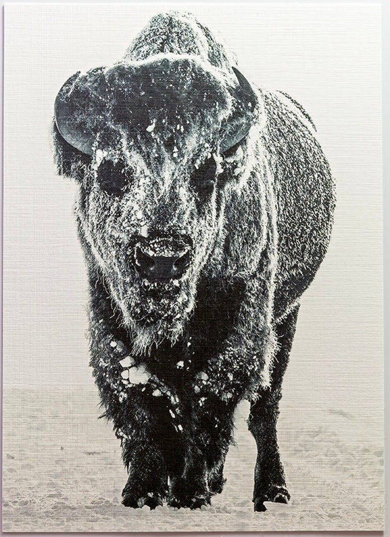 American Bison Note Cards, Yellowstone National Park - Etsy