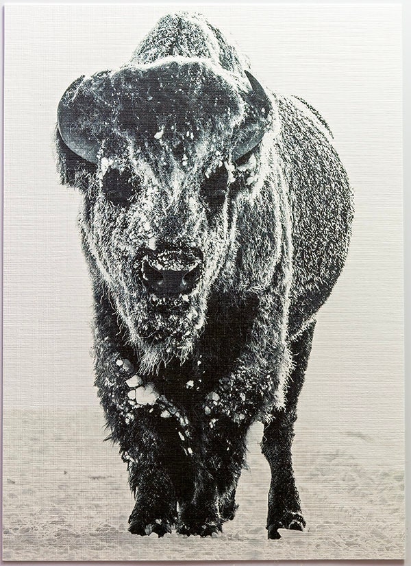 American Bison Note Cards, Yellowstone National Park - Etsy