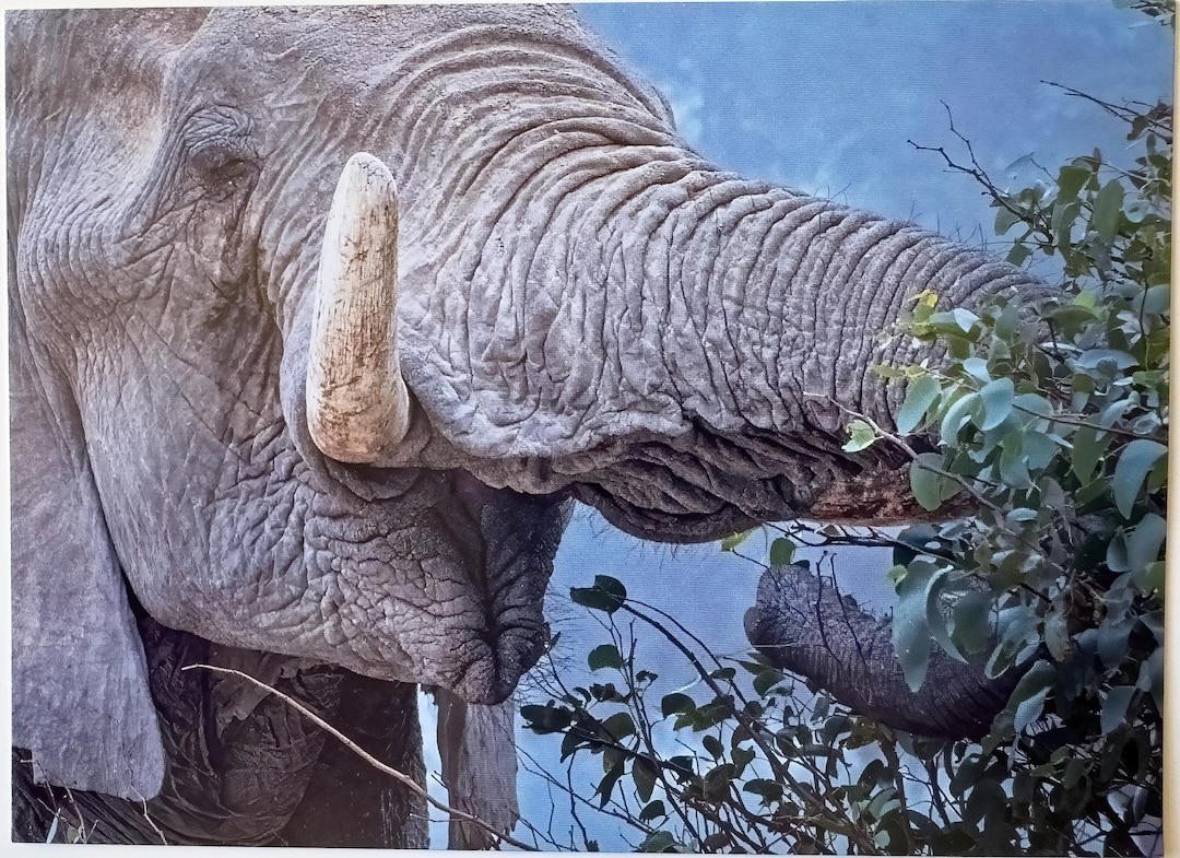 14-card Set of Namibia Scenery and Wildlife Note Cards - Etsy