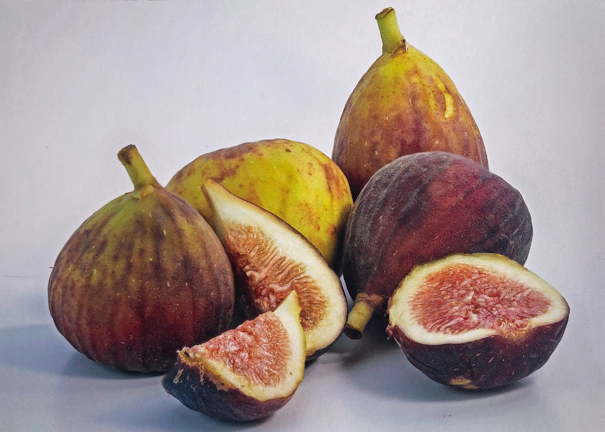 ART CARD: Figs! Chesapeake Beach, Maryland, June, 2020, HQ 5X7 In. - Etsy