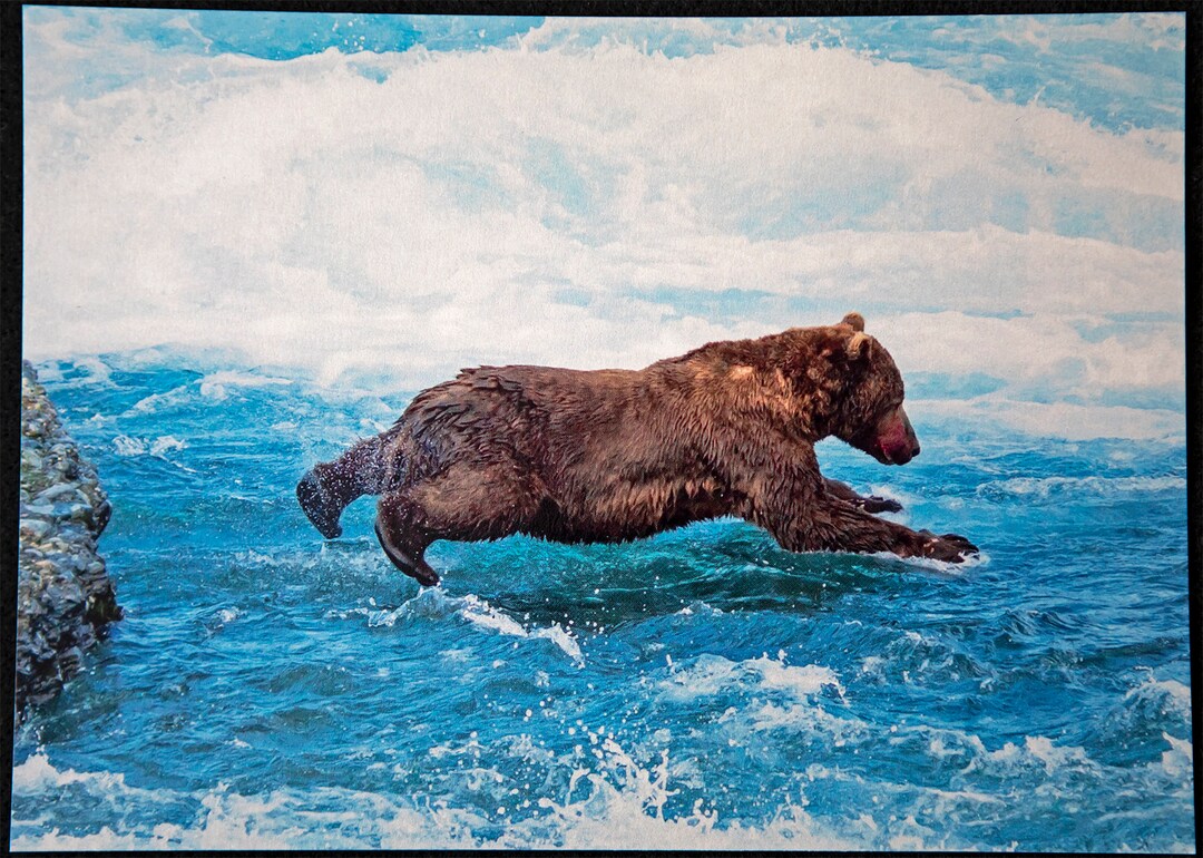 Picture Postcard: Brown Bear Diving for Fish, Mcneil River Falls State ...