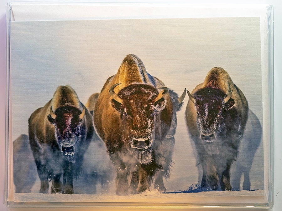 American Bison Note Cards, Yellowstone National Park - Etsy