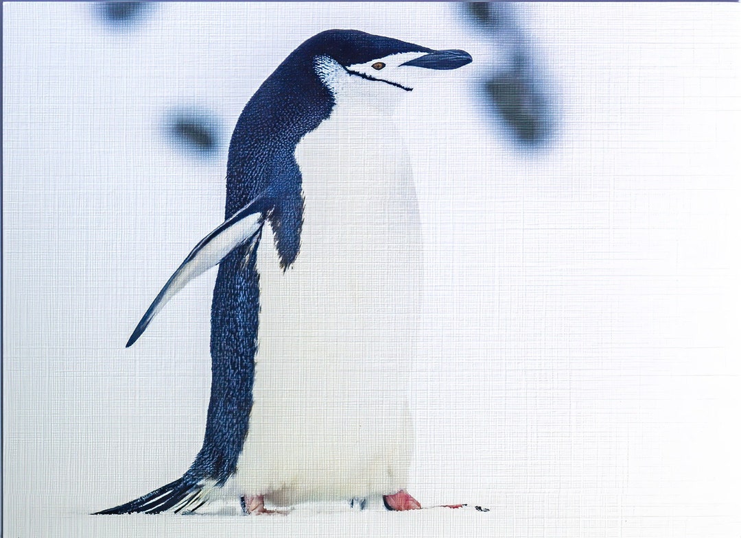 Penguin Note Cards - Etsy