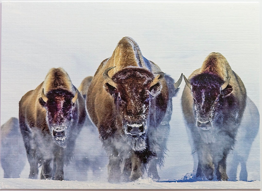 American Bison Note Cards, Yellowstone National Park - Etsy