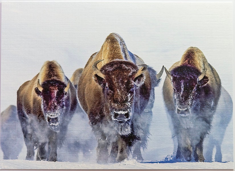 American Bison Note Cards, Yellowstone National Park - Etsy