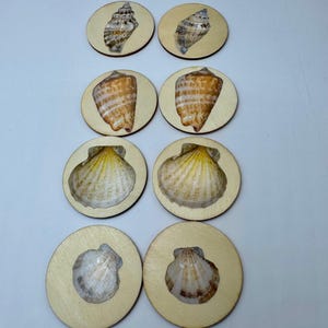 Montessori Shell Matching & Memory Game Lesson/activity - Etsy