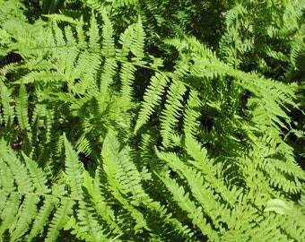 20 Glade Fern BulbsDiplazium Pycnocarpon | Etsy