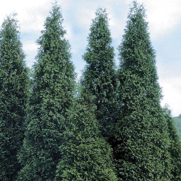Thuja Arborvitae Junior Green Giant - Etsy