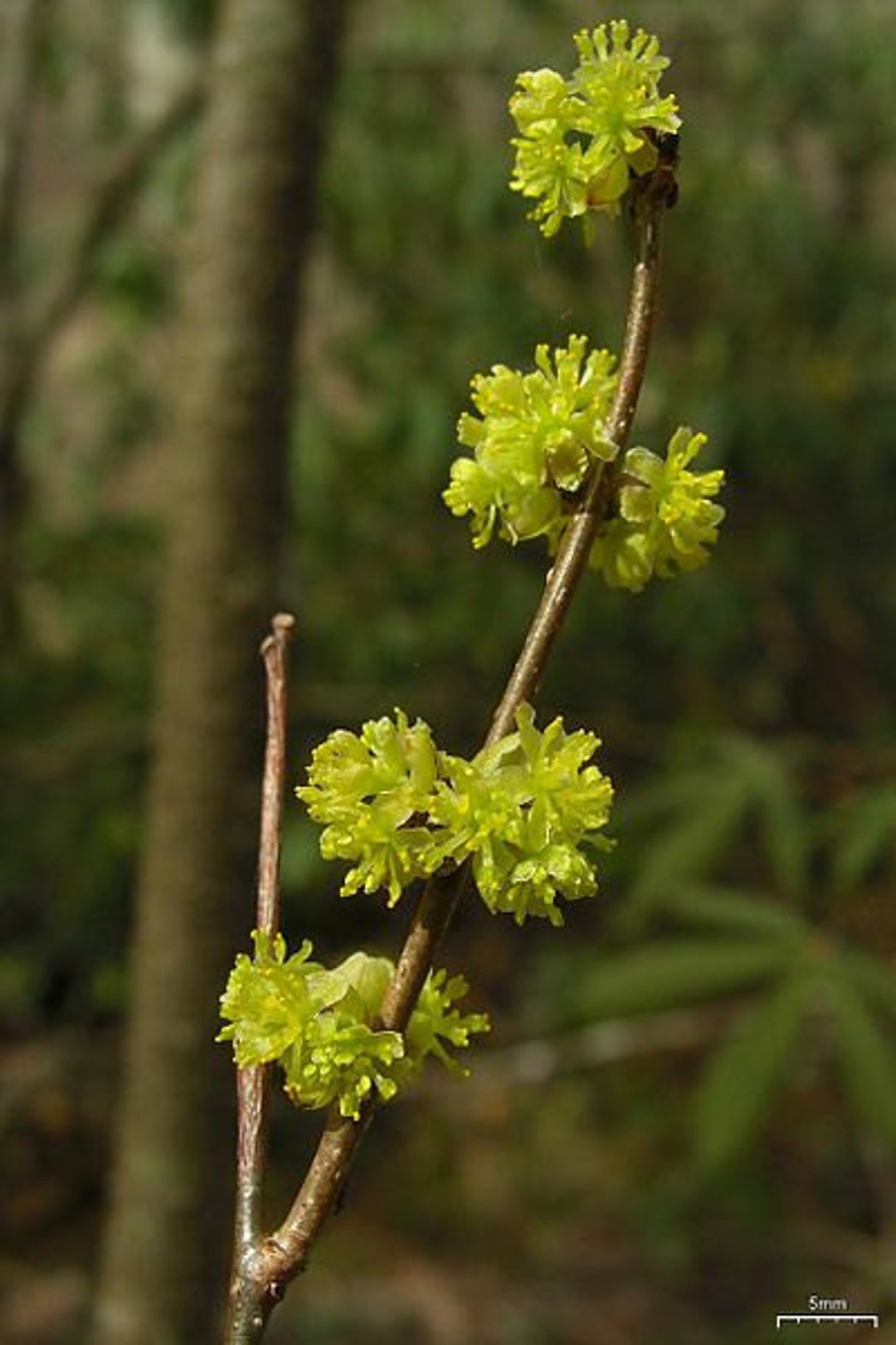 2 Spicebush Plants(lindera Benzoin)4" Containers - Etsy