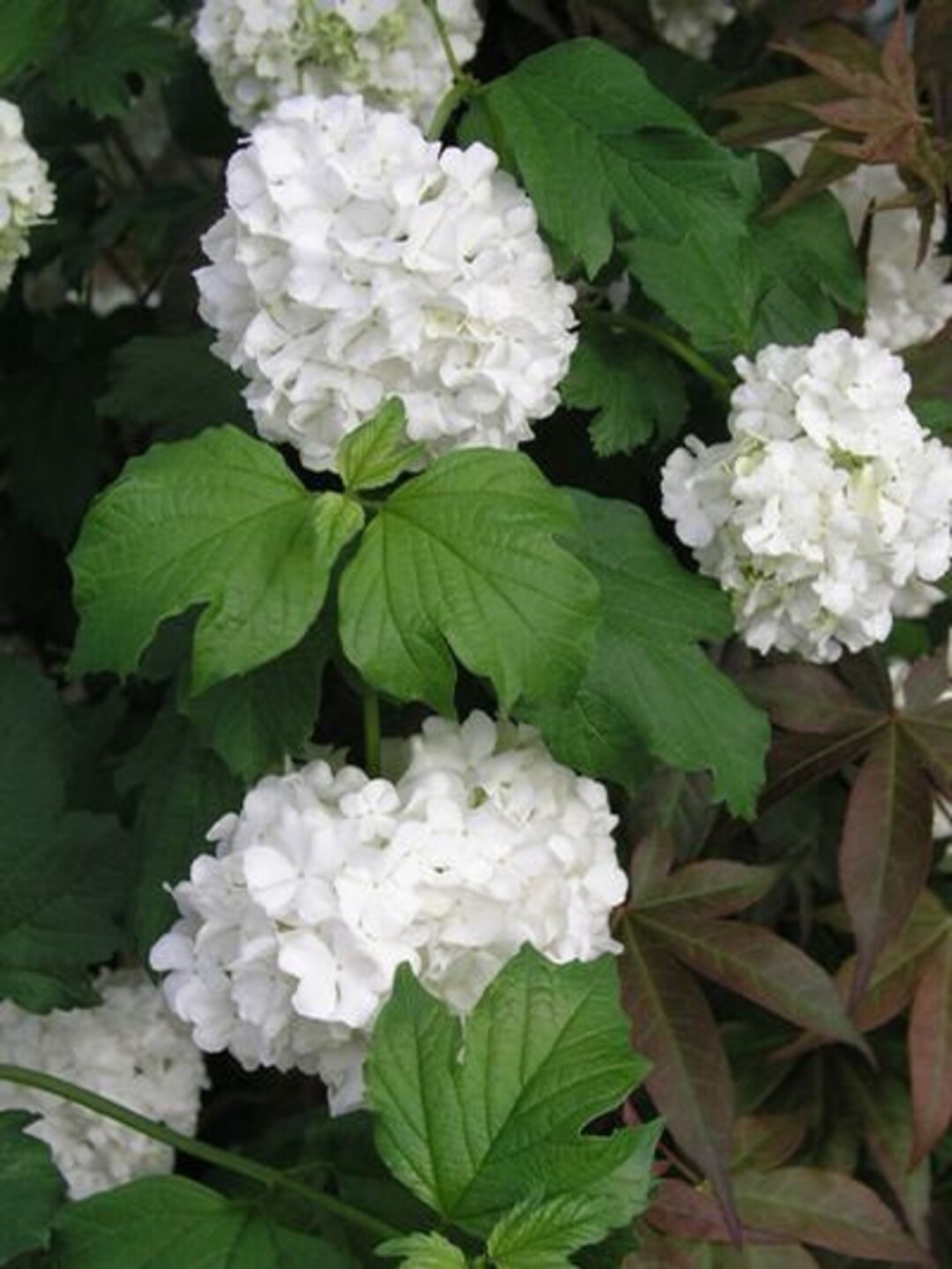 1 Old Fashioned Snowball Bush(viburnum Opulus) 4" Container - Etsy