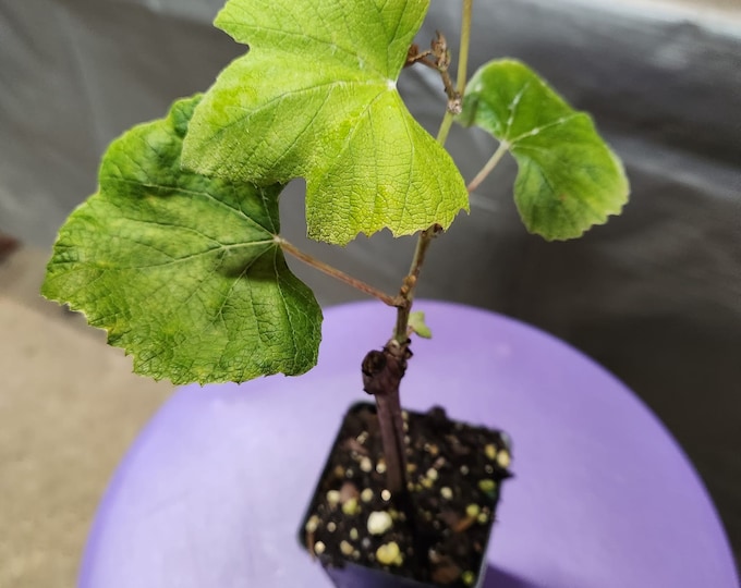 2 Concord Grape Plants(great for Juices, Jams, & Jellies, on Sale Now ...