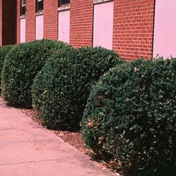 Dwarf Boxwood Plants - Etsy