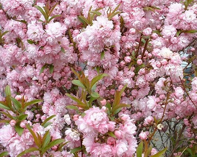 1 Flowering Almond Plants 6" in Height 4" Container - Etsy