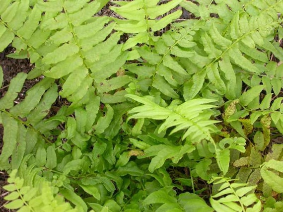 40 Glade Fern Bulbsdiplazium Pycnocarpon - Etsy