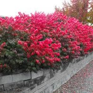 1 Burning Bush Plants(euonymus Alatus 'compacta') 4" Containers(on Sale ...