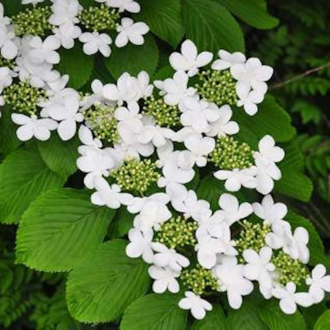 1 Japanese Snowball Plant(viburnum Plicatum) 3" Containers - Etsy