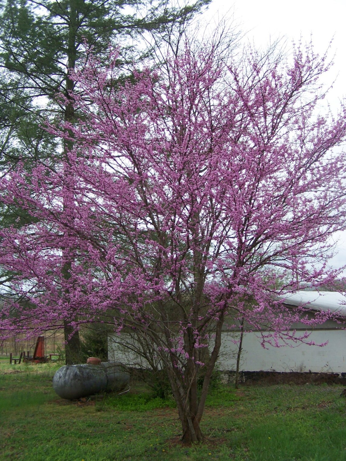 2 Redbud Trees(cercis Candensis)4" Container - Etsy