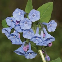 12 Virginia Blue Bell Bulbs - Etsy