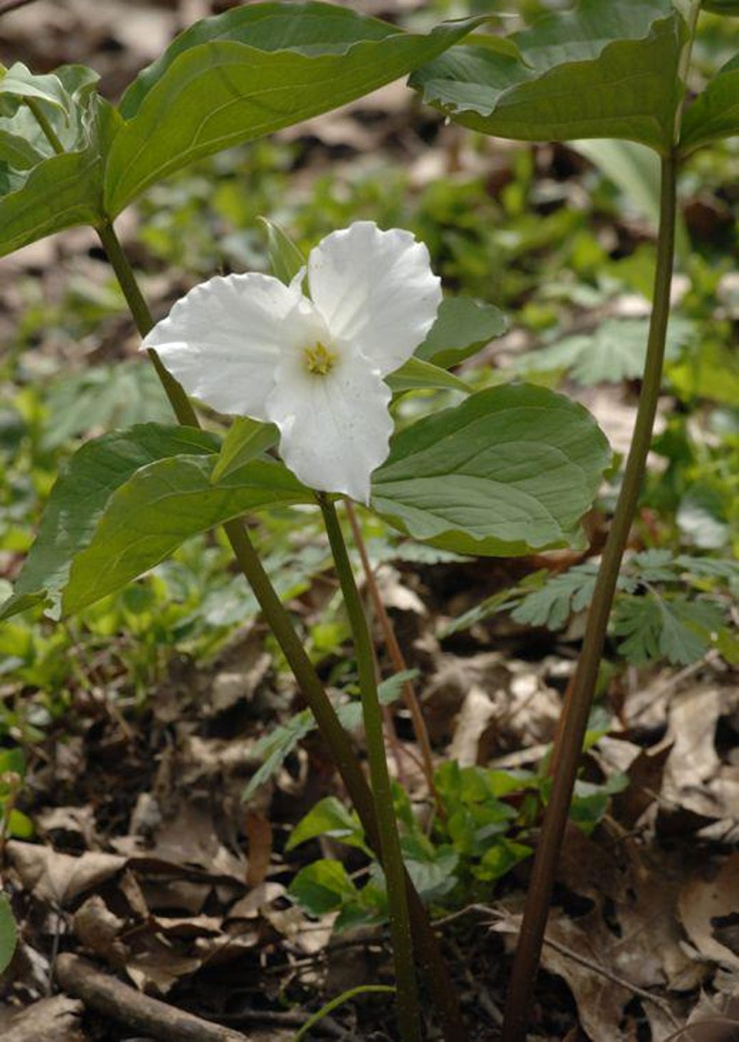 40 White Trillium Bulbs(trillium Grandiflorium) - Etsy