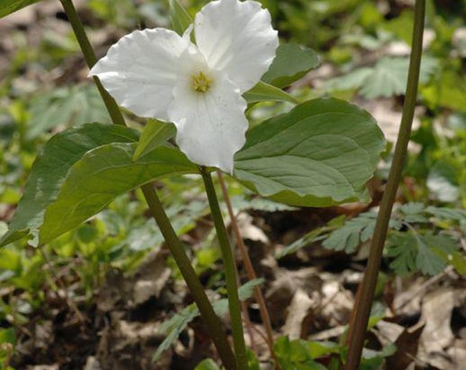 40 White Trillium Bulbs(trillium Grandiflorium) - Etsy