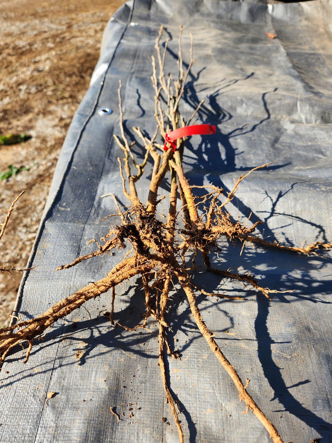 5 Red Althea Plants(rose-of-sharon) Bareroot - Etsy