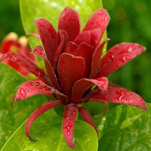 Japanese Fuji Apple Fruit 15 Seeds - Etsy Canada