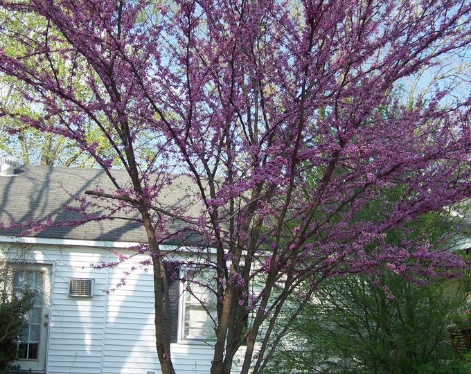 2 Redbud Trees(cercis Candensis)4" Container - Etsy