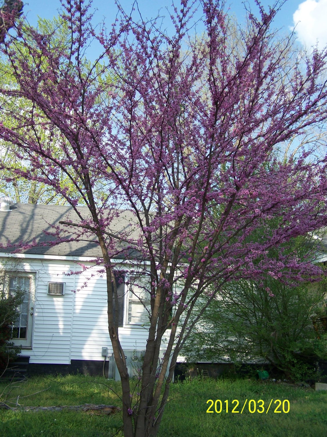 2 Redbud Trees(cercis Candensis)4" Container - Etsy