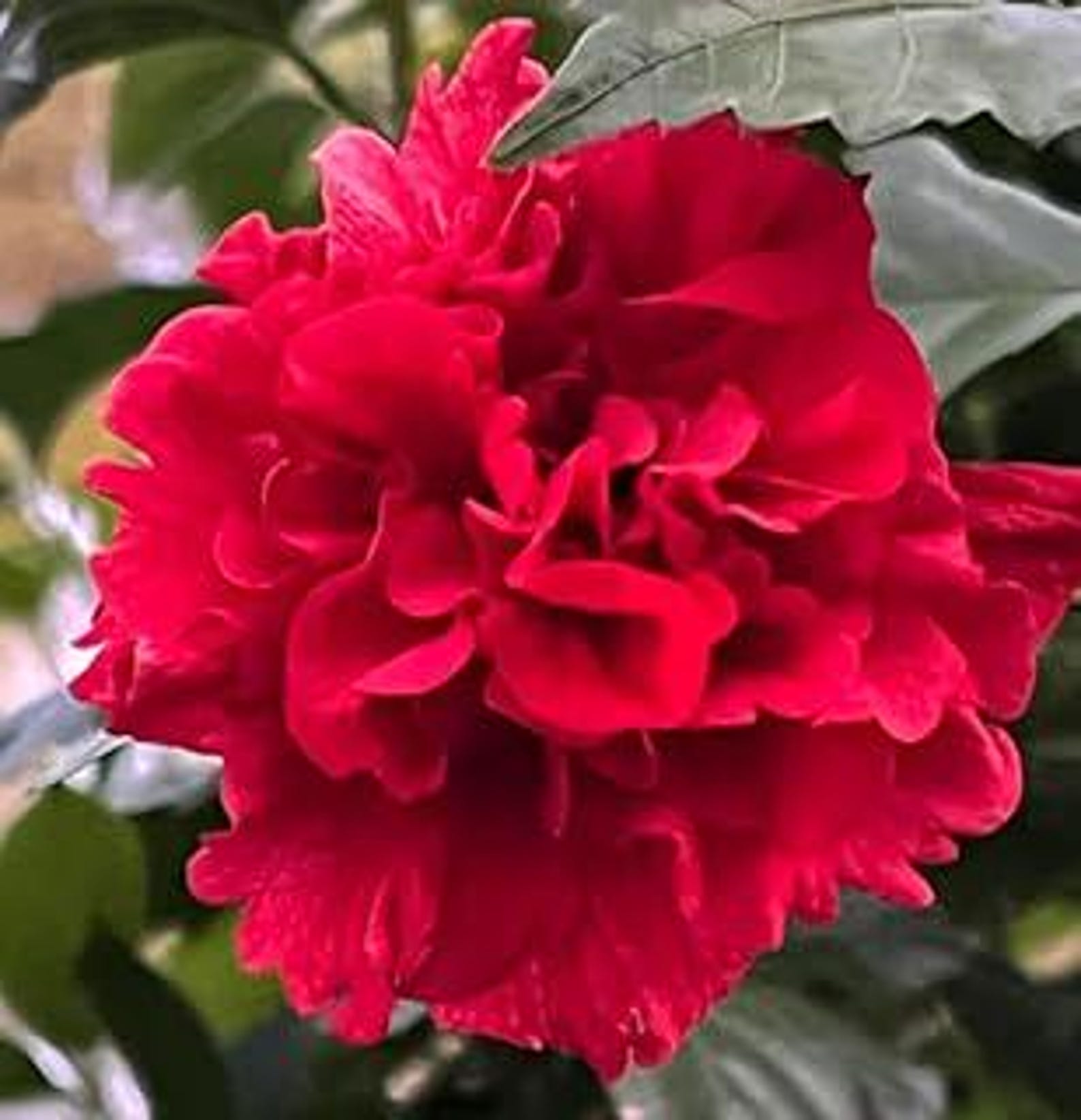 5 Red Althea Plants(rose-of-sharon) Bareroot - Etsy