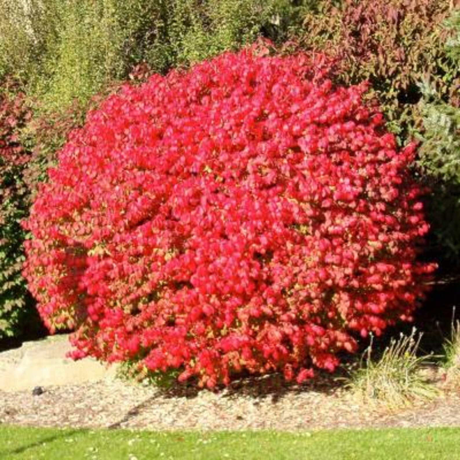 2 Burning Bush Plants(euonymus Alatus 'compacta') 4" Containers(on Sale ...