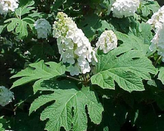 Hydrangea Quercifolia 'pee Wee' Dwarf Oakleaf Hydrangea 4 Pot Size - Etsy