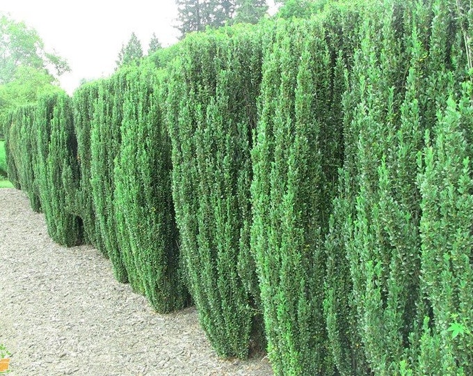 5 Sky Pencil Holly Plants(ilex Crenata 'sky Pencil') - Etsy