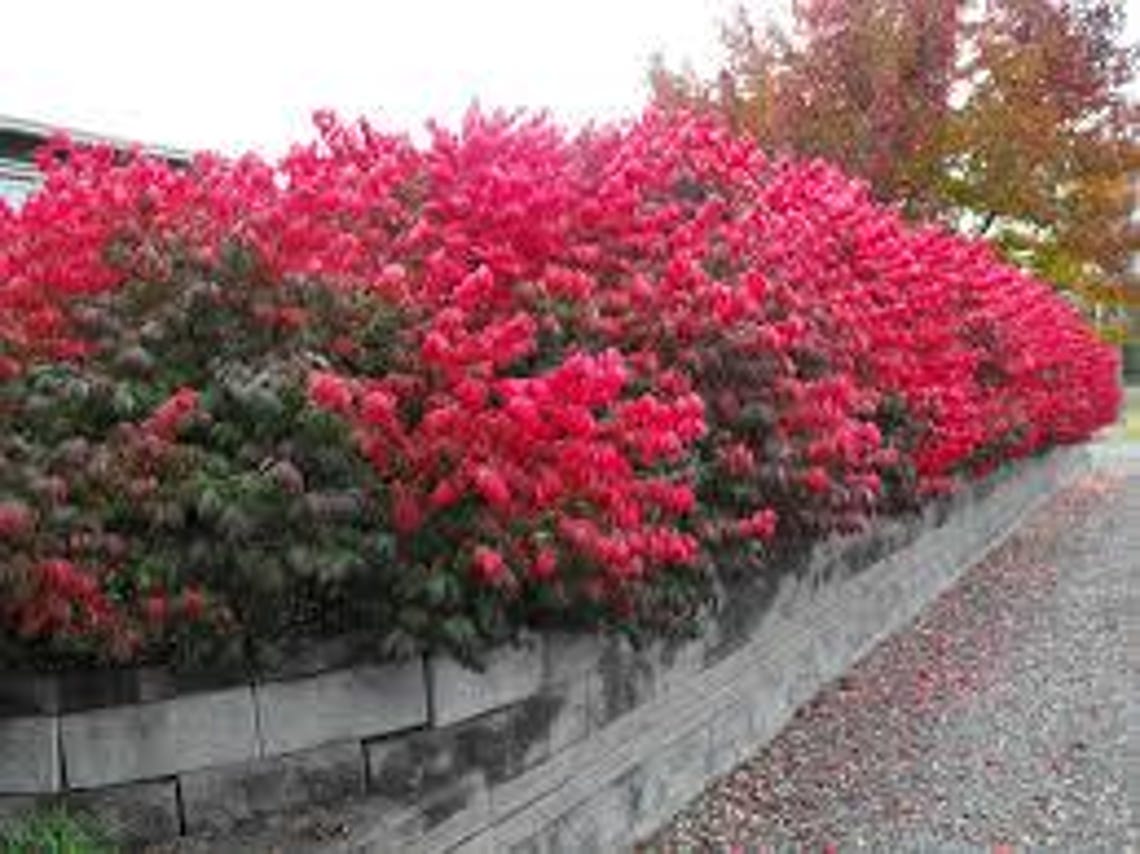 2 Burning Bush Plants(euonymus Alatus 'compacta') 4" Containers(on Sale ...