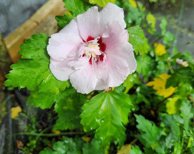 5 Pink Rose of Sharon Althea Plant Hibiscus Syriacus Pink Bareroot - Etsy
