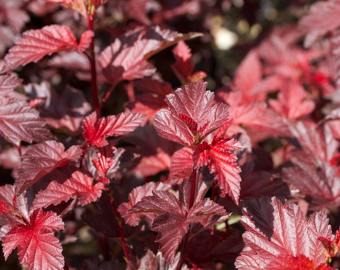 Physocarpus Opulifolius Ninebark 'nugget' Chartreuse Yellow Flowering ...