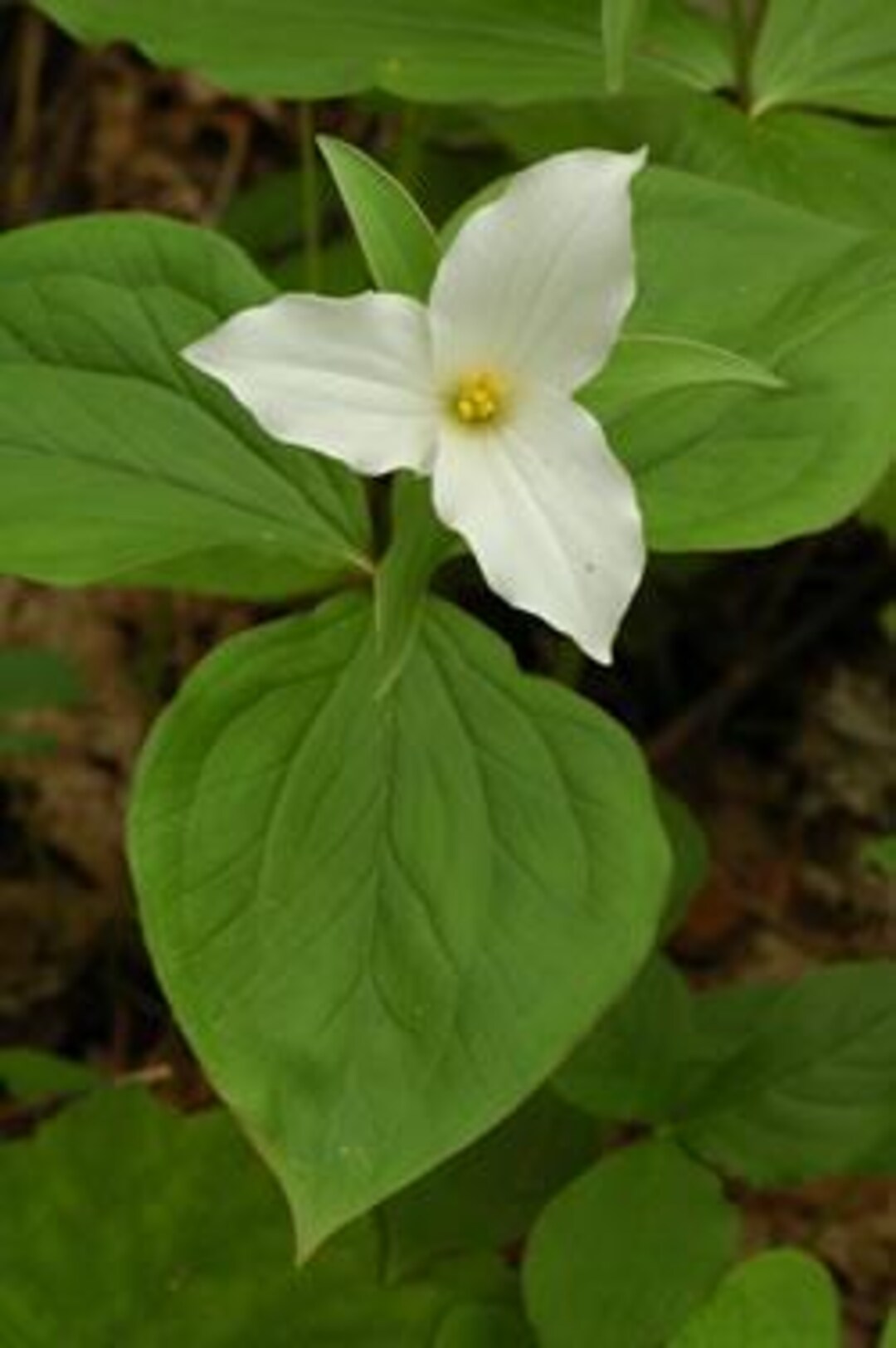 40 White Trillium Bulbs(trillium Grandiflorium) - Etsy