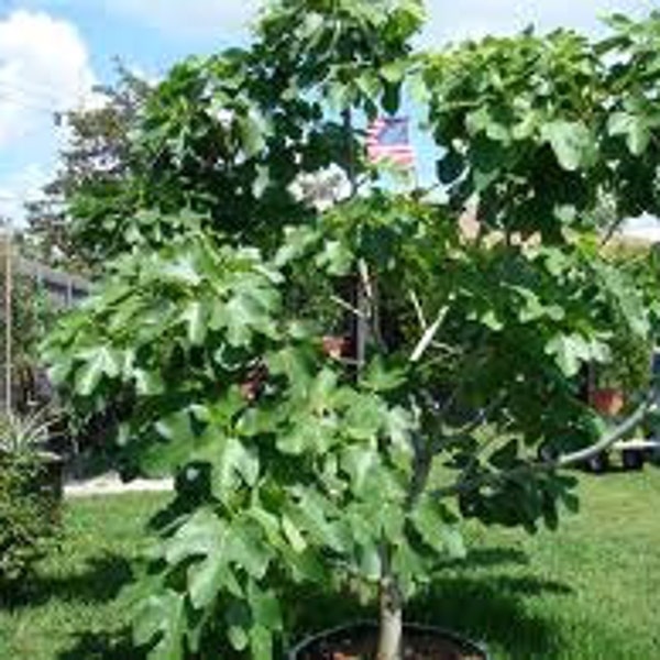 Chicago Fig Tree - Etsy