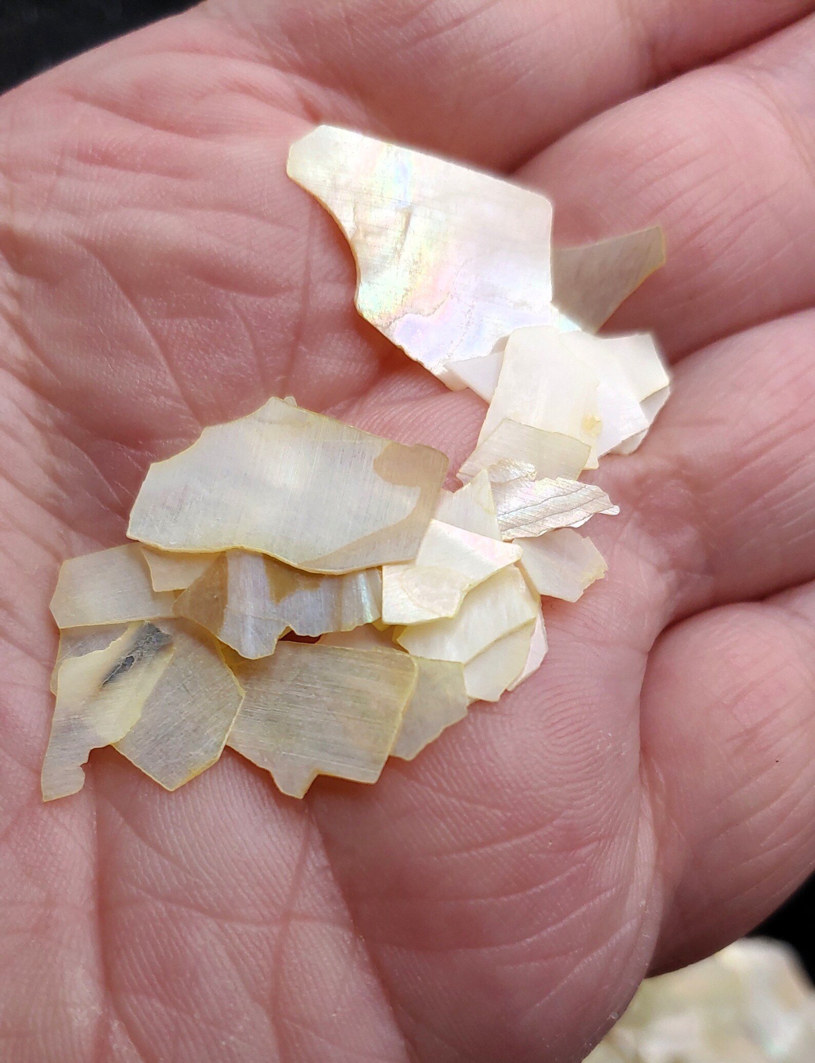5g Lt. Yellow Shell Slices. Arts and Crafts, Nail Art, Collage, Mosaics ...